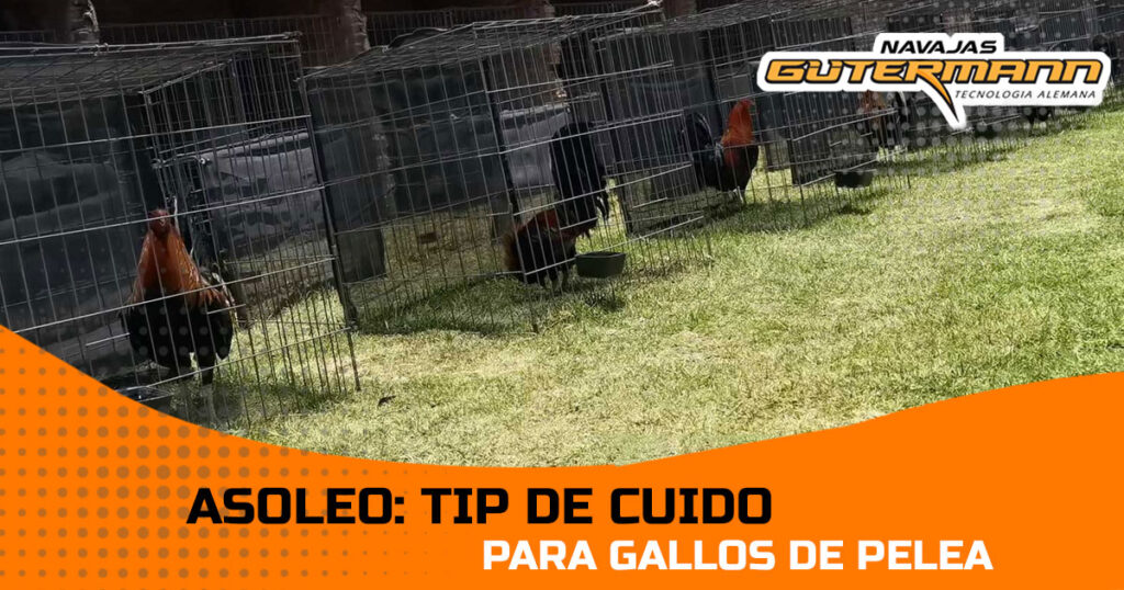 Asoleo beneficio para los gallos de pelea | Navajas Gütermann