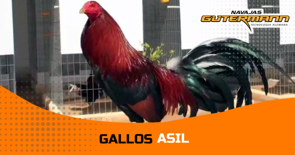 Gallos Asil | Navajas Gütermann
