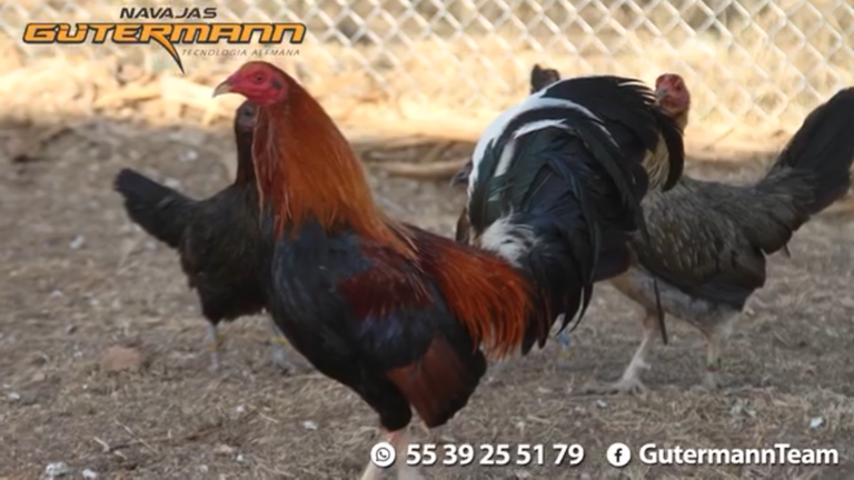 Gallo Kelso | Navajas Gütermann