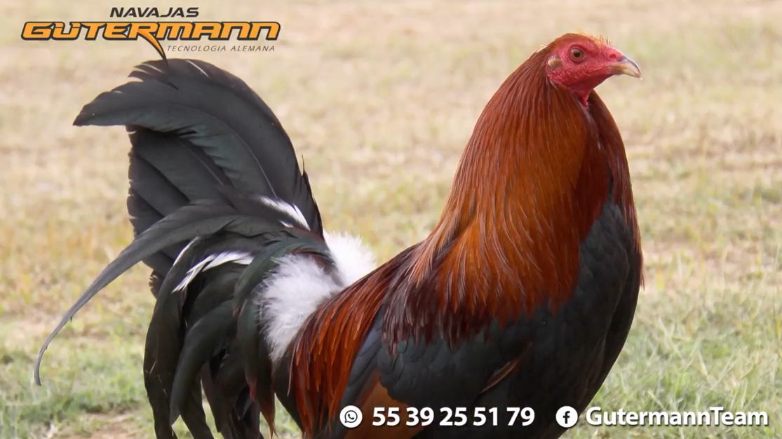 Gallo Kelso | Navajas Gütermann