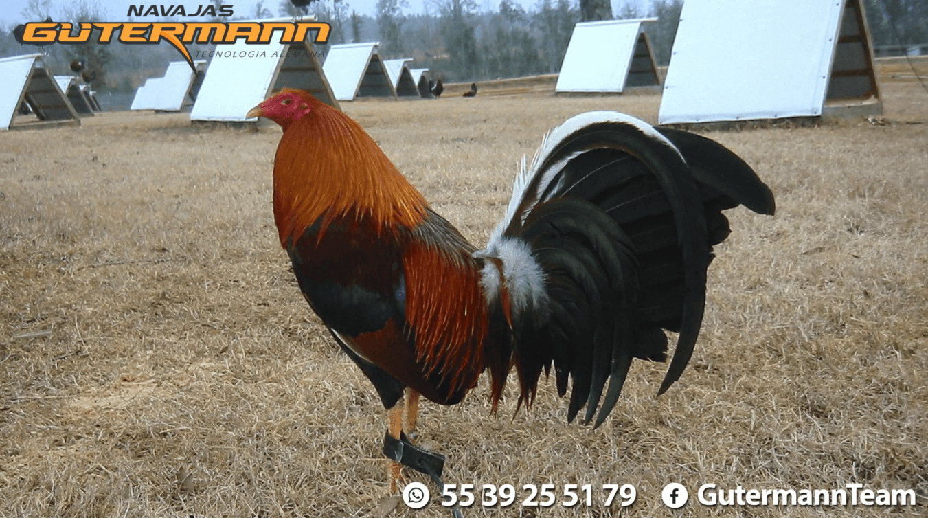 Gallo Sweater | Navajas Gütermann